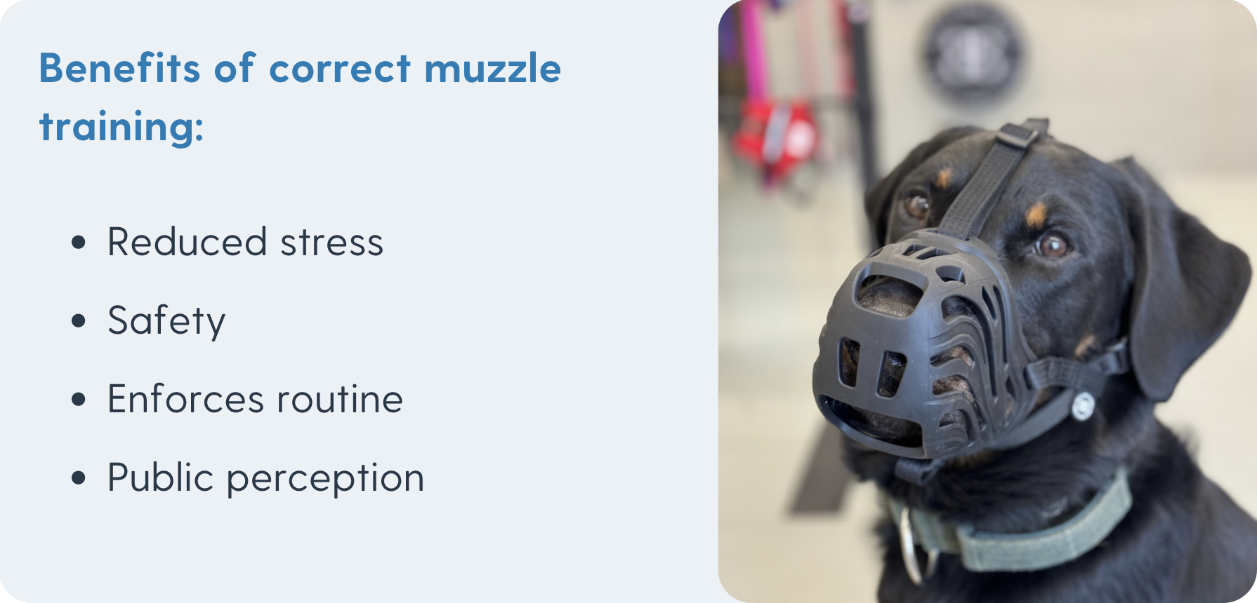 BullyBillows: Our Guide To Muzzle Training Your Dog ℹ️ | Milled