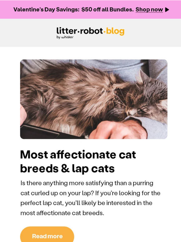 Litterbox: Which cat breeds are the cuddliest? | Milled