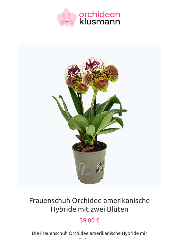 Orchideen Klusmann DE: Neue Frauenschuh Orchideen | Milled