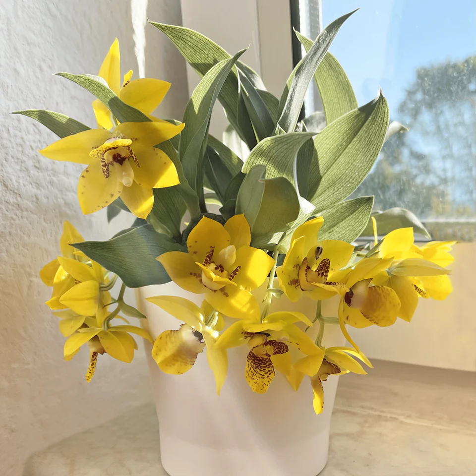 Orchideen Klusmann: Neue Frauenschuh Orchideen | Milled