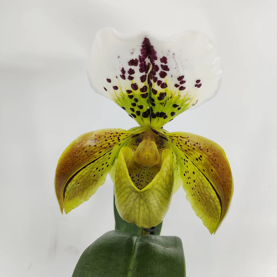 Orchideen Klusmann: Neue Frauenschuh Orchideen | Milled