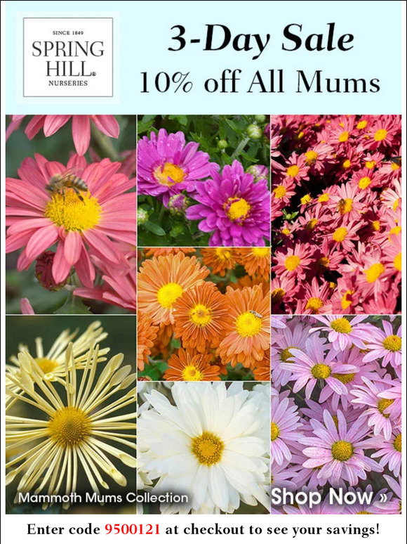 Spring Hill Nursery: 🤫 Mums the word... this deal is just for you | Milled