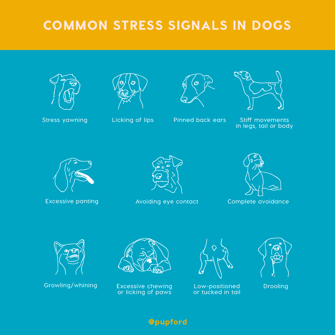 Pupford: [blog] 12 Common Stress Signals in Dogs | Milled