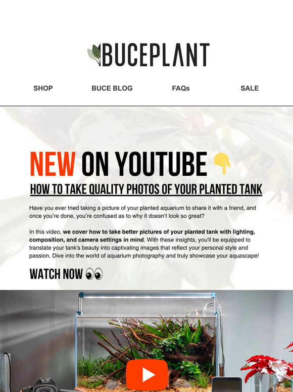 Buce Plant: 🌱HOW TO: Take Quality Pics of Your Tank!📸 | Milled