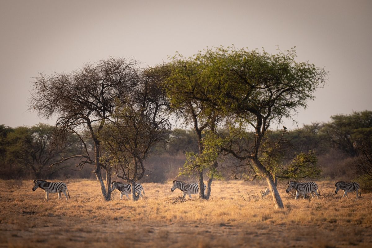 Rat Race Adventures: Trans Africa entries are open 🦒 | Milled