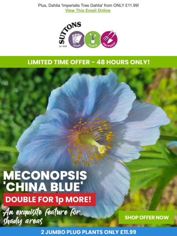 Suttons Seeds: Rare Blue Poppy - Double the plants for 1p extra! 48 ...