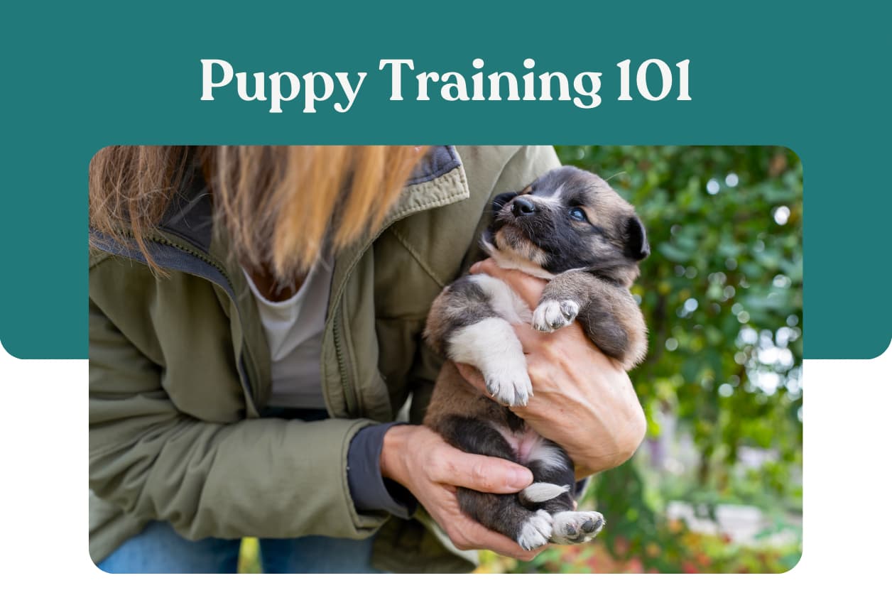 Waggly: Puppy training 101 📝 | Milled