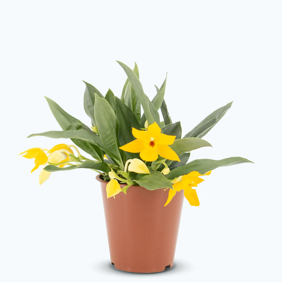 Orchideen Klusmann: 🌸 Prächtige und seltene Orchideen zum Wochenende | Milled