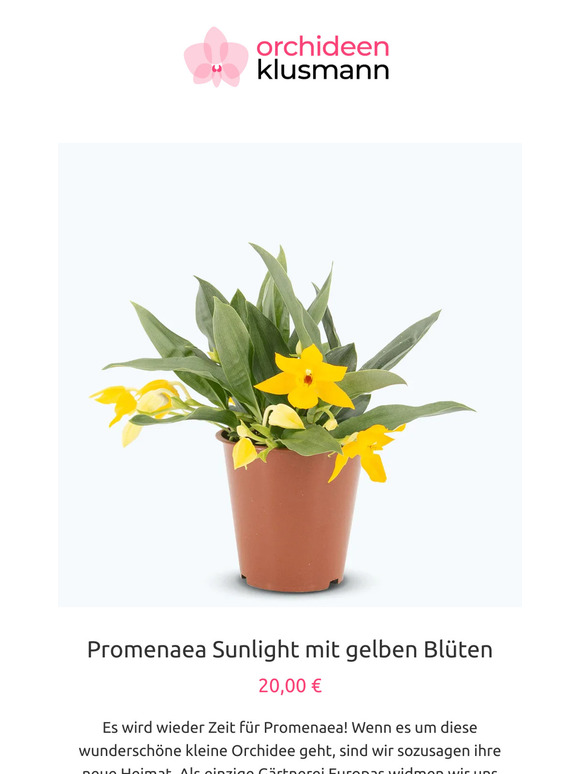 Orchideen Klusmann: 🌸 Prächtige und seltene Orchideen zum Wochenende | Milled