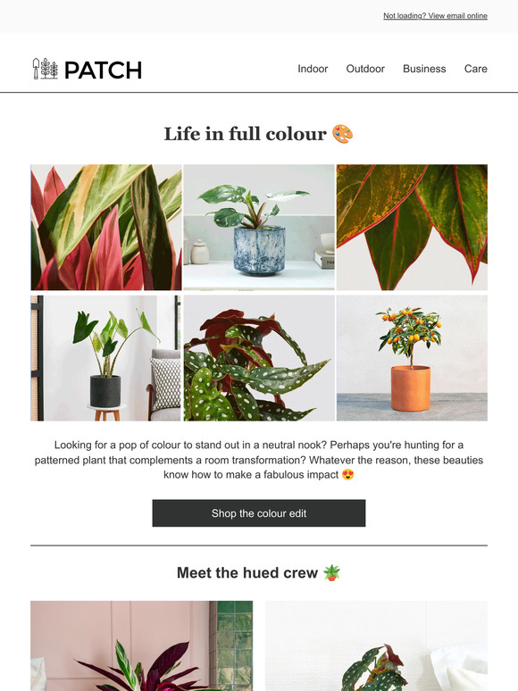 Patch Plants: These plants will brighten your day 😍 | Milled