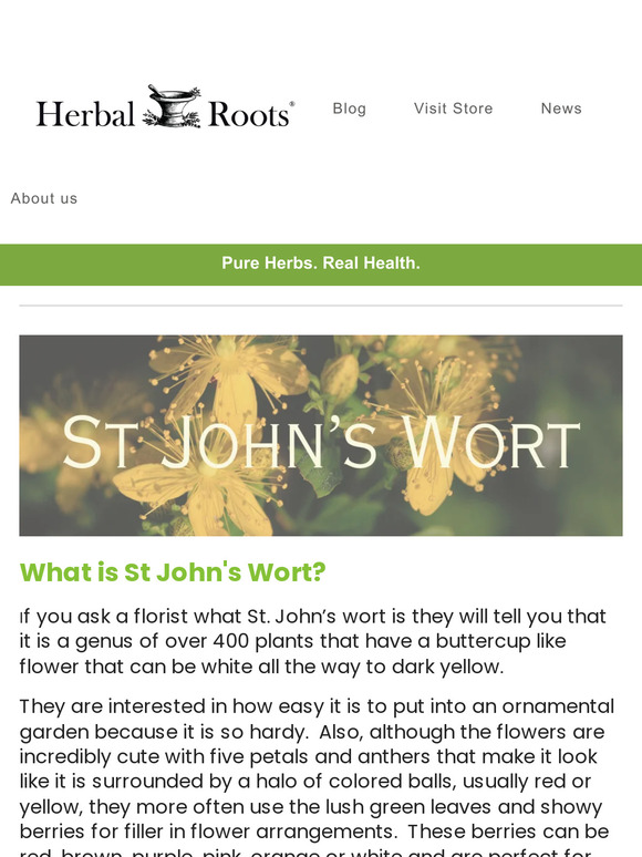 Herbal Roots: St John's Wort Is A Genus Of Over 400 Plants | Milled