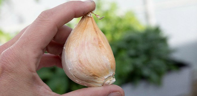 Marshalls Seeds: Don't Miss Another Window to Plant... | Milled