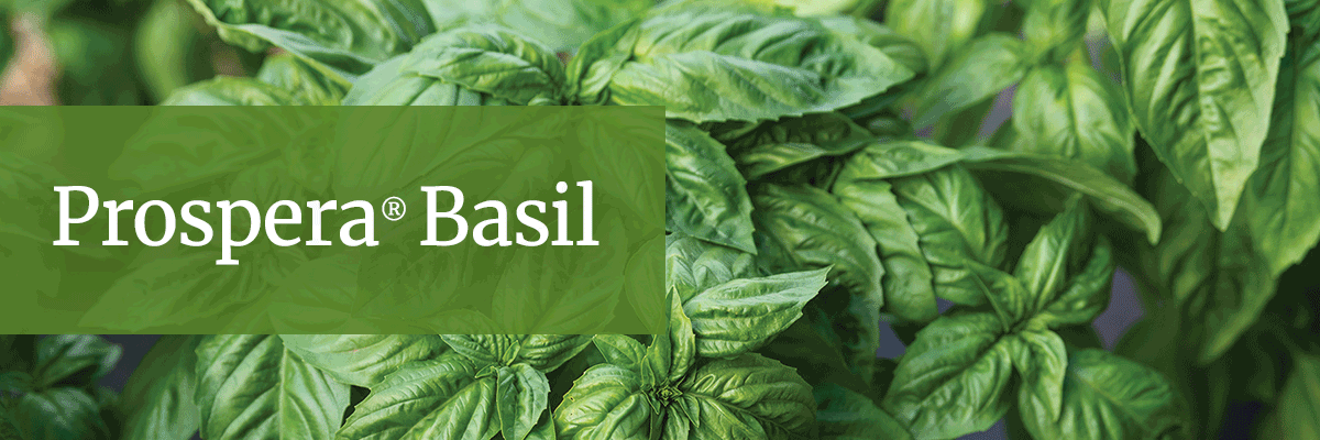 www.johnnyseeds.com: See What's New in Prospera® Basil | Milled