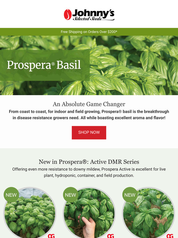 www.johnnyseeds.com: See What's New in Prospera® Basil | Milled