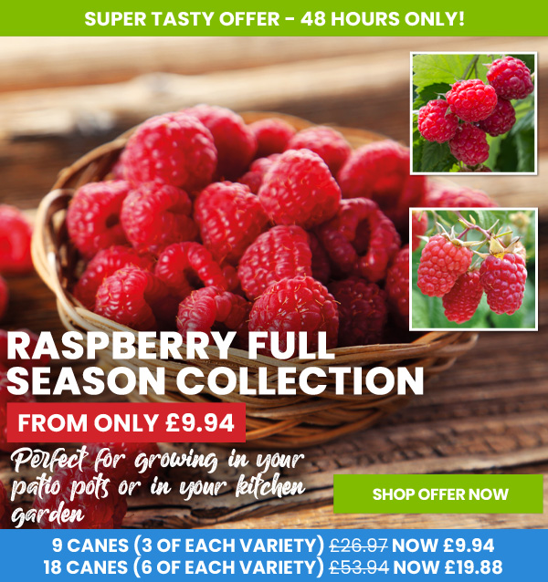 Suttons Seeds: Full Season Raspberry Collection NOW £9.94! | Milled