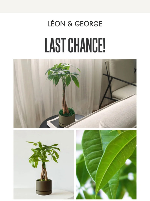 Leon & George: Going, going, gone 🐲 | Milled