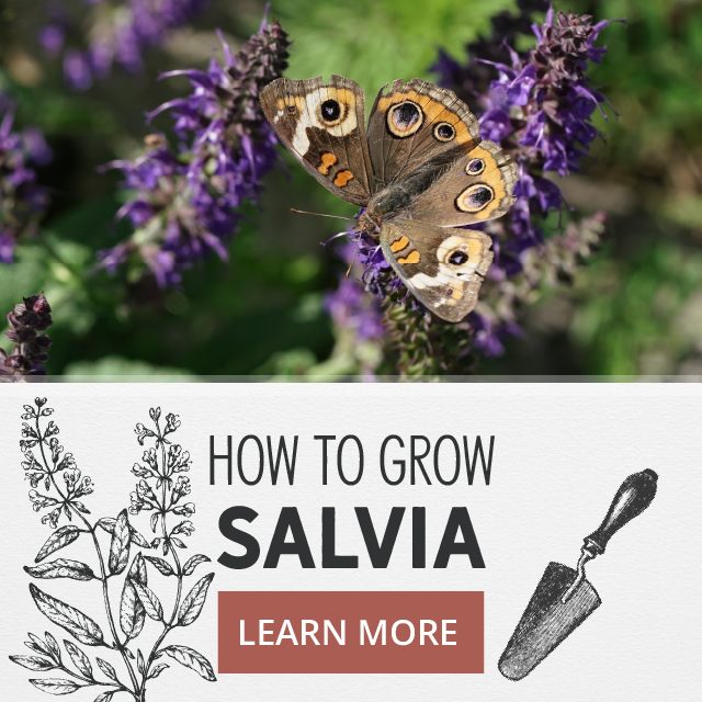 High Country Gardens: Plants With A Purpose: How To Grow Salvia | Milled