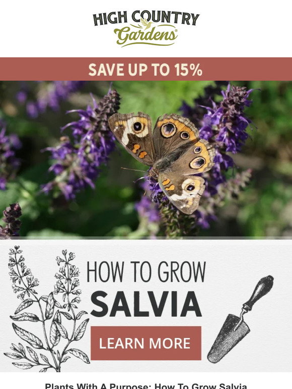 High Country Gardens: Plants With A Purpose: How To Grow Salvia | Milled
