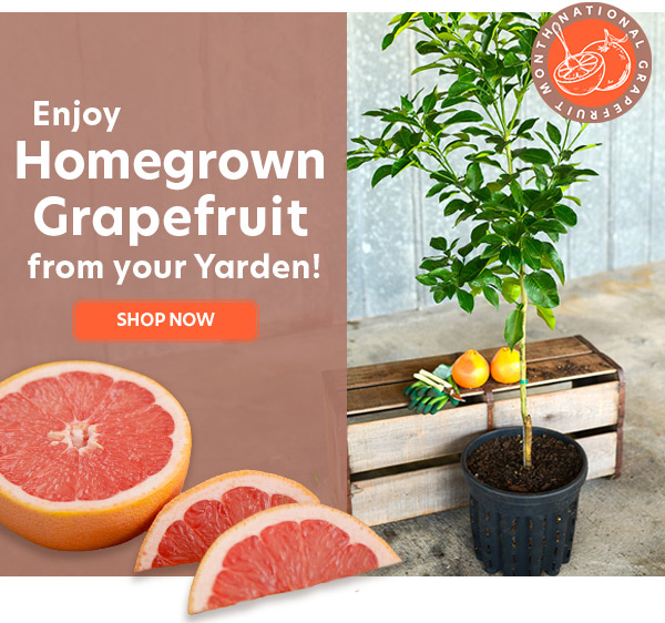 Yarden - 301: Juicy & Refreshing: Celebrate National Grapefruit Month ...