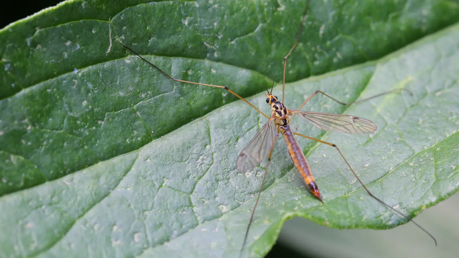Axios: 🦟 Mosquito eater letdown | Milled