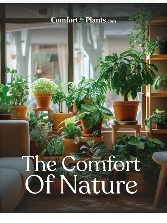 Comfort Plants: The Comfort of Nature | Milled
