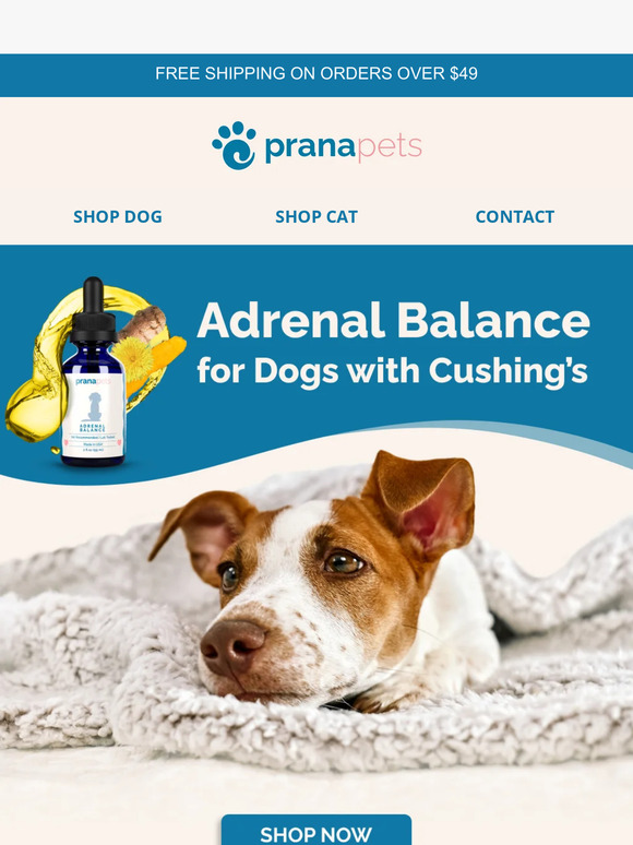 Prana Pets: Understanding Cortisol Levels in Your Dog: Adrenal Balance ...