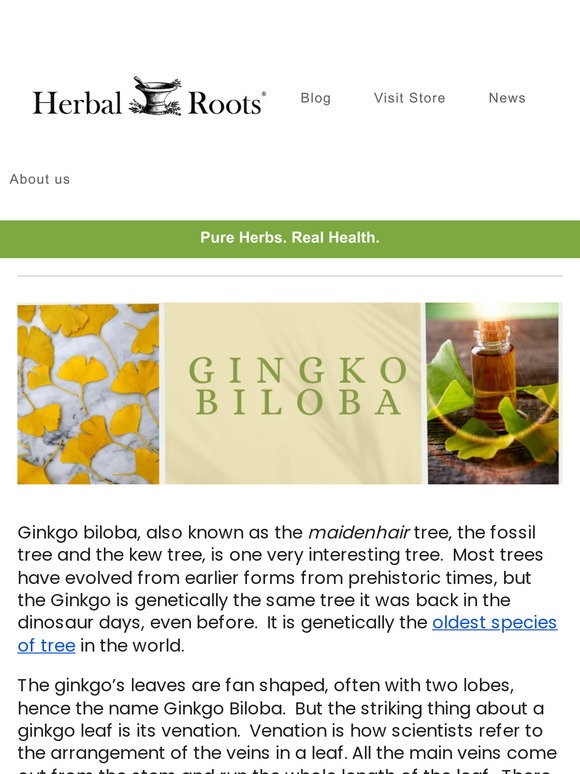Herbal Roots: It Is Genetically The Oldest Species Of Tree In The World ...