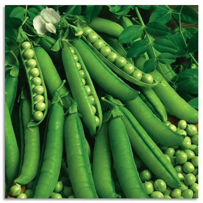 Marshalls Seeds: Beans and Peas: Gardening Must-Haves! | Milled