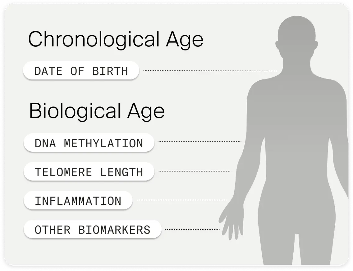 Timeline Nutrition: Is Aging Inevitable? The Science Behind Biological ...