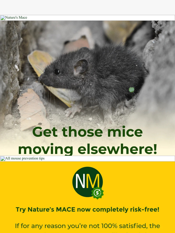 Nature's Mace: 🆘 Mice Taking Over? | Milled