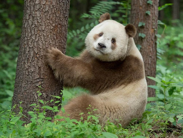 Nature: Organoids grown from amniotic fluid | Milled