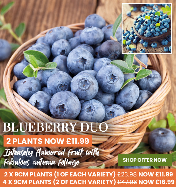Dobies: Large Potted Blueberry Duo ONLY £10! | Milled