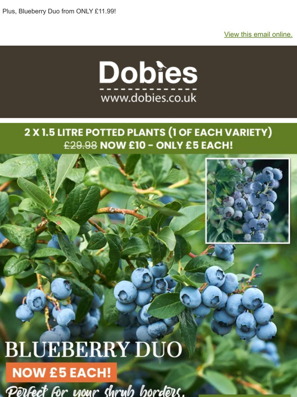 Dobies: Large Potted Blueberry Duo ONLY £10! | Milled