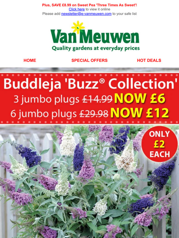 Van Meuwen: 3 Patio Buddleja just £2 each | Milled