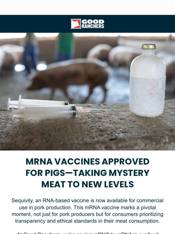 Good Ranchers: mRNA Vaccines Approved For Pigs—Taking "Mystery Meat" To ...