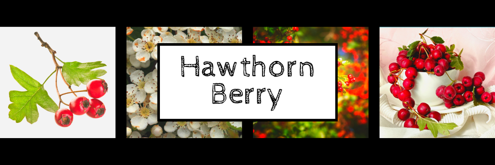 Herbal Roots: Hawthorns Are Part Of The Rose Family | Milled