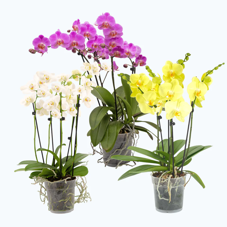 Orchideen Klusmann: In der Aktion: Sets zum attraktiven Spar-Preis | Milled