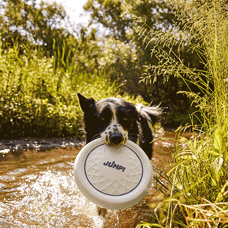 Pet Valu: Move into spring with pets with these tips | Milled