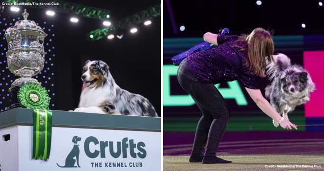 Your Dog: Winning Moments from Crufts 2024 🏆 | Milled
