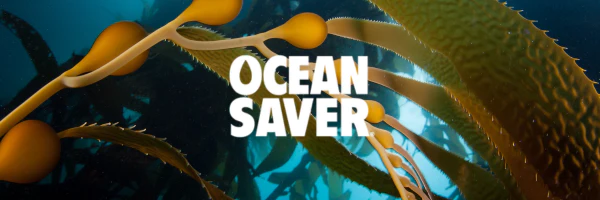 Ocean Saver: Rewilding the sea - it's happening! | Milled