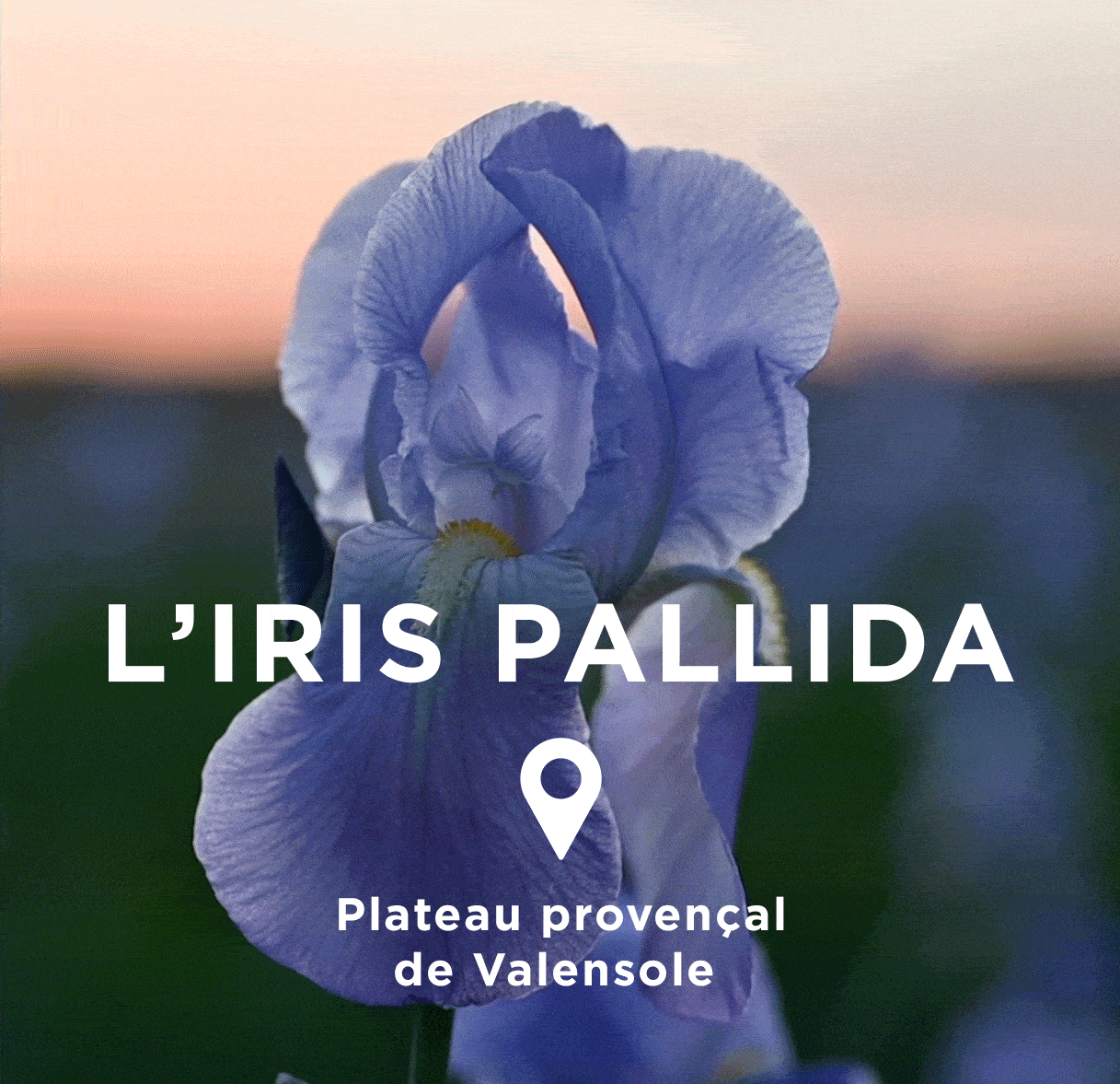 Adopt: Tout savoir sur notre programme Iris 💜 | Milled