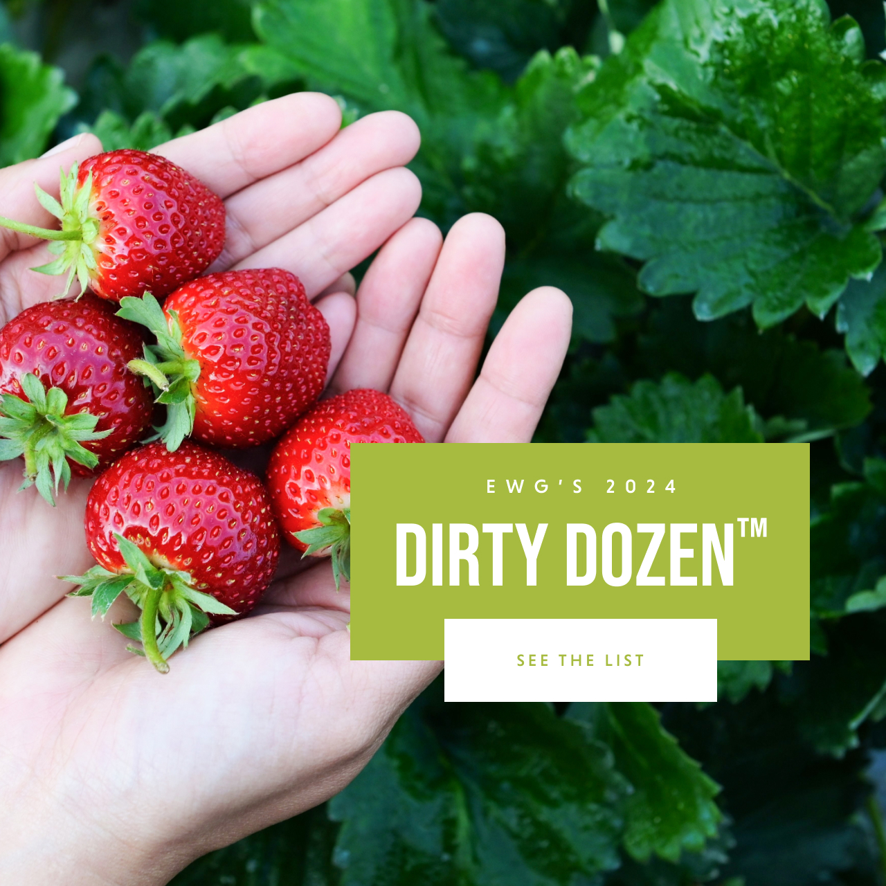 Environmental Working Group EWG s 2024 Dirty Dozen List Milled environmental-working-group-ewg-s-2024-dirty-dozen-list-milled