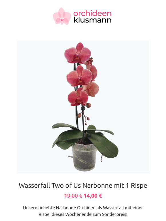 Orchideen Klusmann: 🌸 In der Aktion: 2 Wasserfall Orchideen | Milled