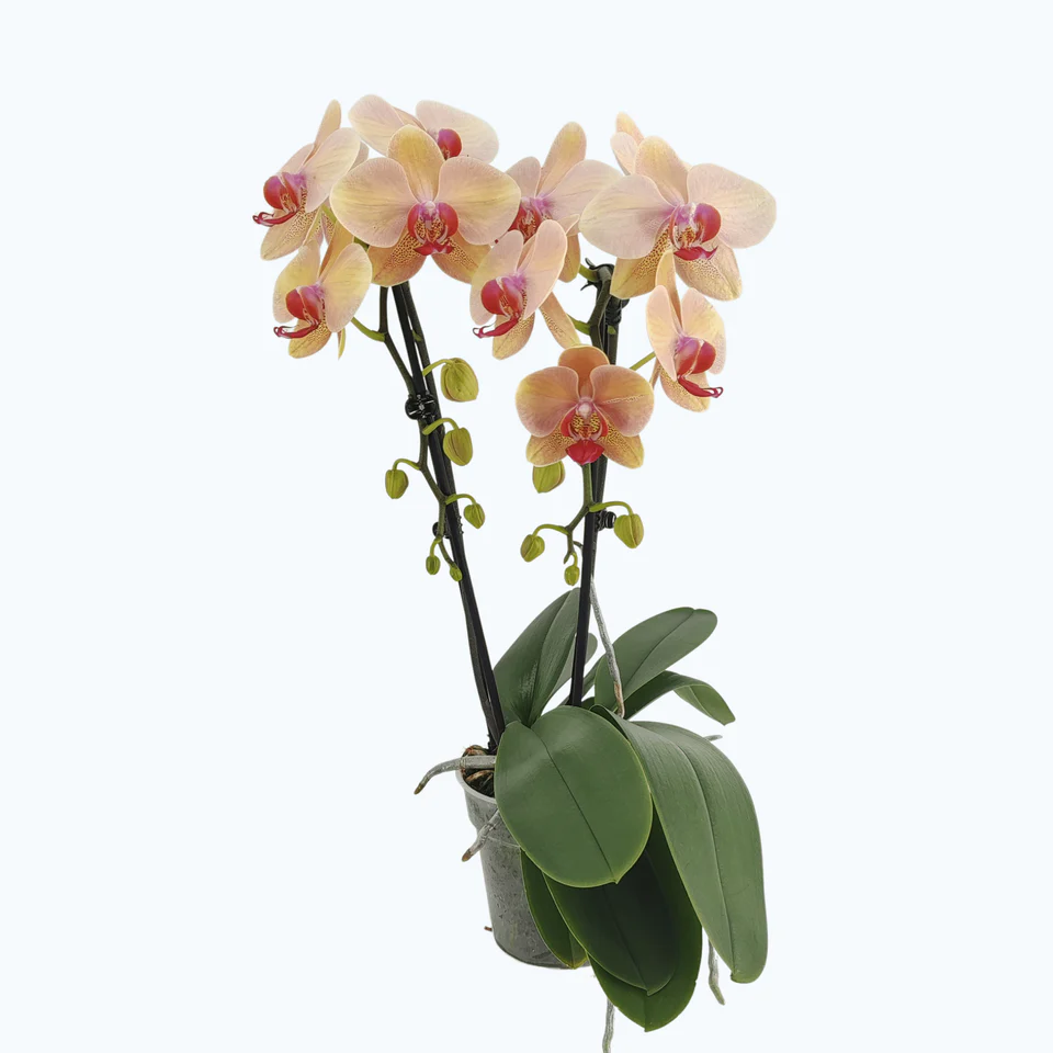Orchideen Klusmann: 🌸 In der Aktion: 2 Wasserfall Orchideen | Milled