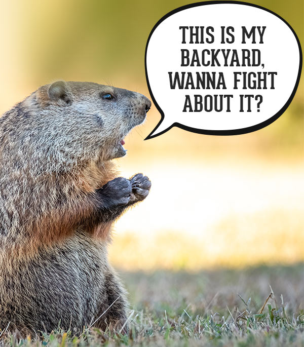 Airgun Depot: Top 10 Perfect Pesting Airguns | Milled