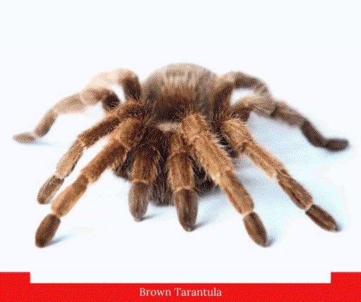 Gage Beasley: Arachnid Encounters and Ancient Giants: Exploring the ...