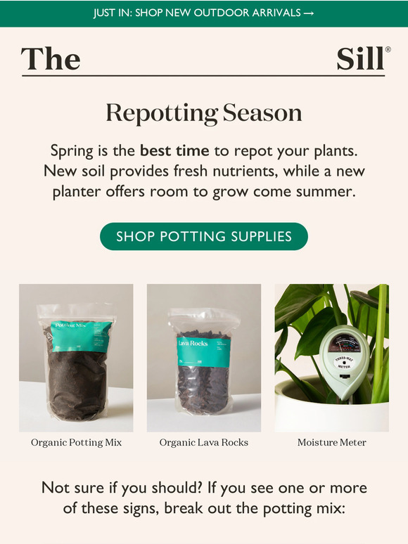 The Sill: Signs You Need to Repot ⚠️ | Milled