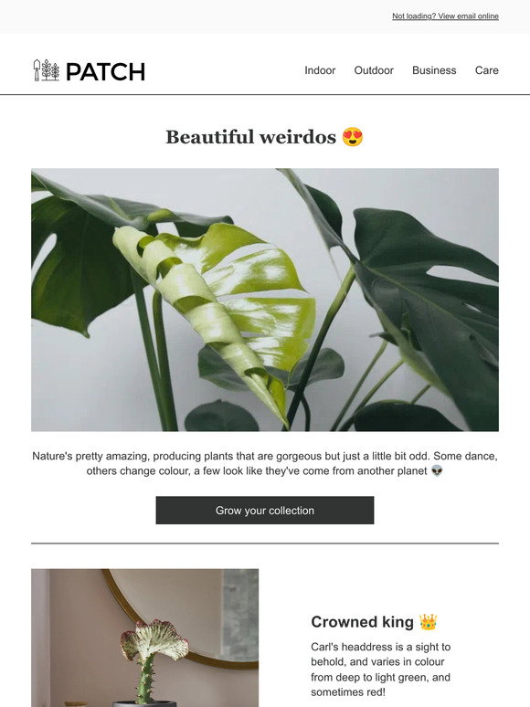 Patch Plants: These plants are a little strange 😮 | Milled
