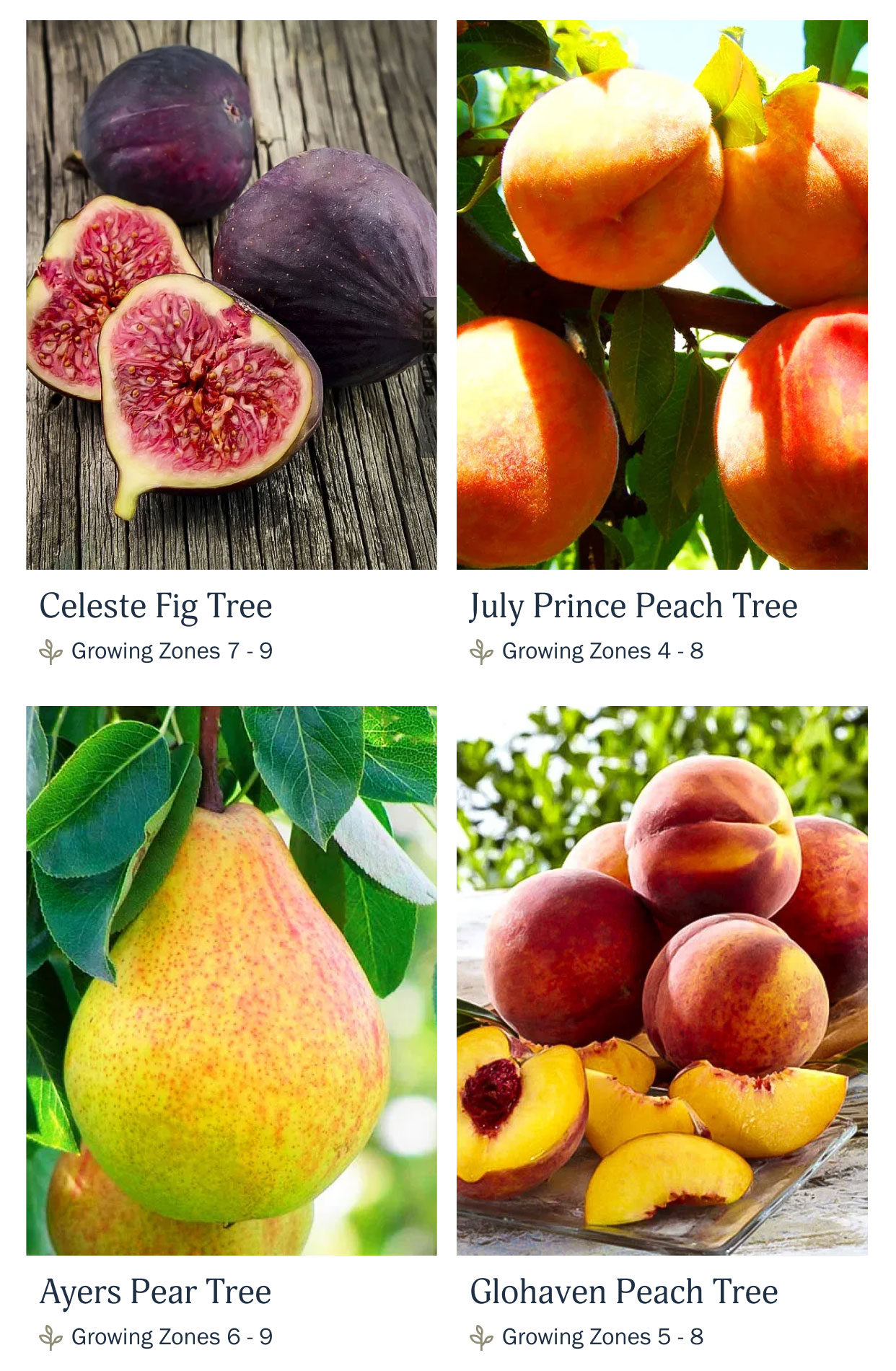 The Tree Center: Grow Your Own Food!🍎 Up To 30% OFF Fruit Trees and ...