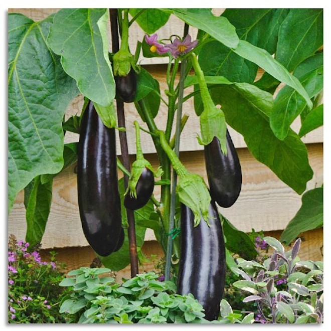 Marshalls Seeds: Grafted Vegetables: Where Science Meets Nature | Milled